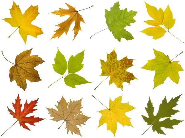 Top Five Maple Tree Species for a Stunning Landscape - Holiday Farms LLC