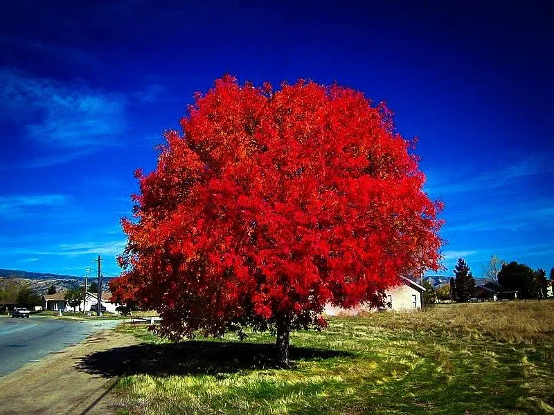 Pros and Cons of the Autumn Blaze Maple Tree! - Holiday Farms LLC